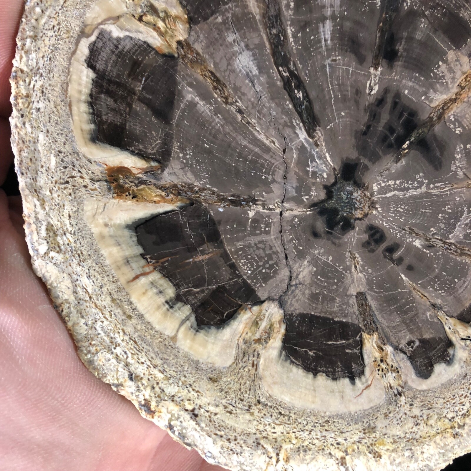 Rare Petrified Wood Seed Fern Hermanophyton owensii E. McElmo Creek ...