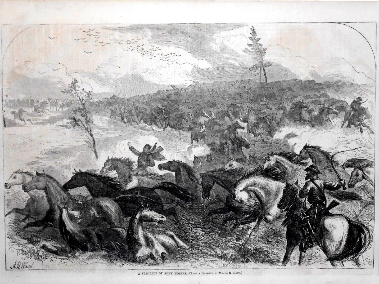 Harper's Weekly Page U.S. Civil War "A Stampede of Army Horses" 1864 | eBay