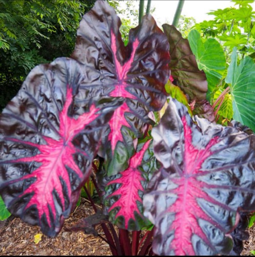 Redemption - Colocasia esculenta- Elephant Ear - SMALL ROOTED STARTER ...