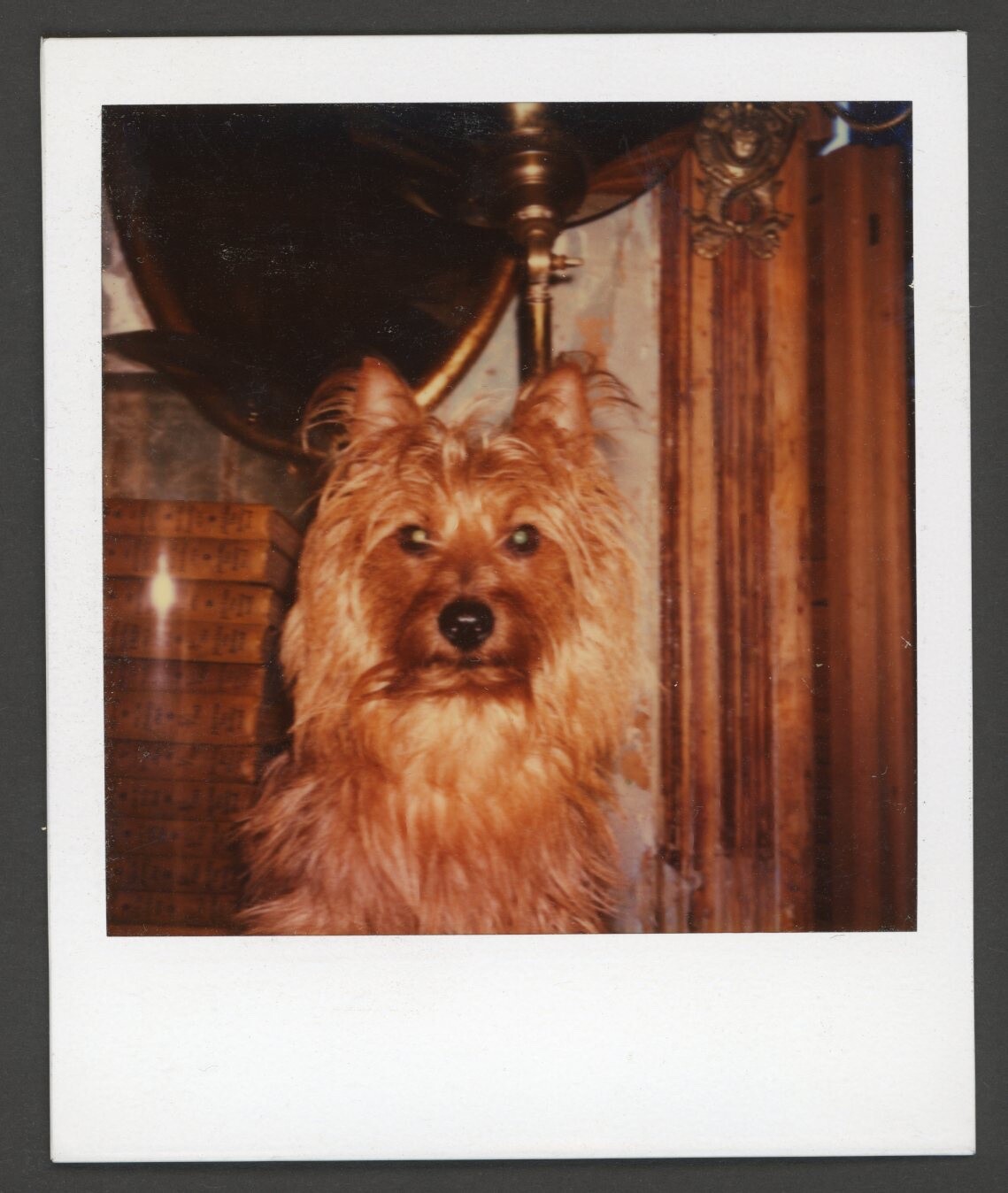 Cute Dog Furry Yorkshire Terrier Yorkie Portrait Instant Photo 1980s ...