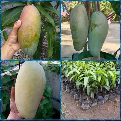 Mango kiojay fruit plants grafted in pots quickly bear fruit fast ...