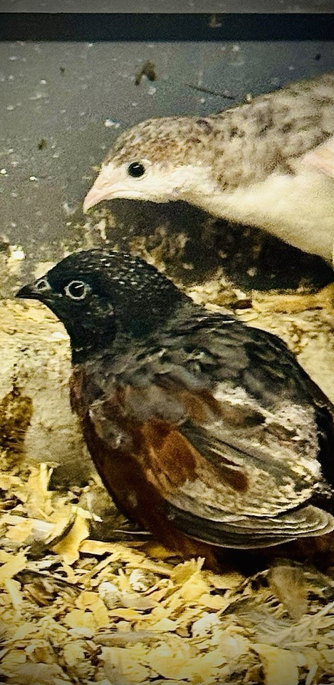20 Button Quail Hatching Eggs Multiple Colors | eBay