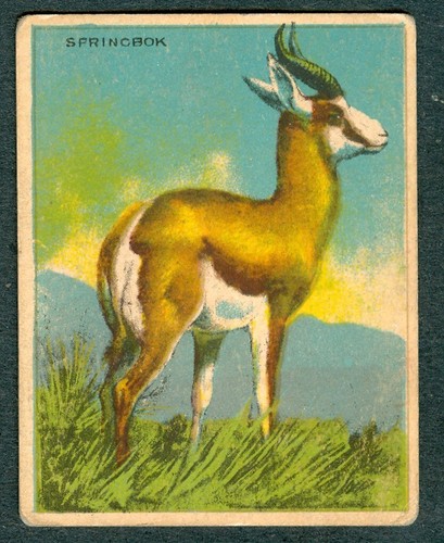 1930s Springbok Animal Card Papoose Chewing Gum V255 Canadian Chewing ...
