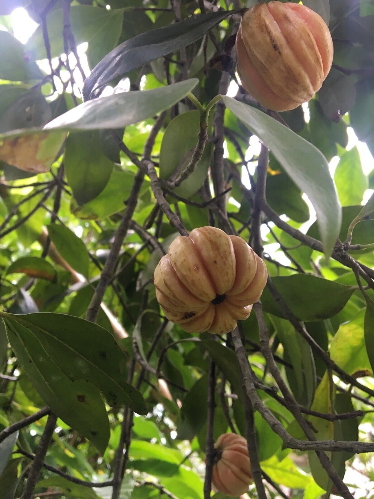 Organic Goraka Dried Garcinia Cambogia Brindleberry Natural Sun Dried ...