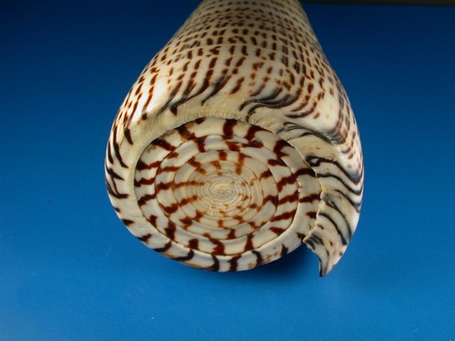 Conus literatus, Super Pattern, Large & Heavy, 130.9mm, Kwajalein Shell ...