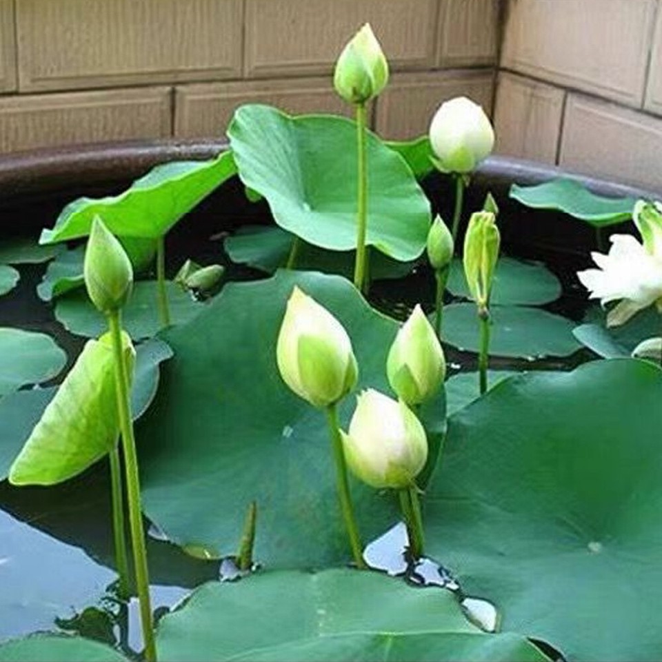 10-100 Mixed Potted Lotus Flower Seeds Gorgeous Nelumbo Aquatic Plant ...