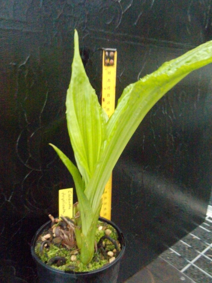 SPECIES ORCHID Calanthe triplicata APQ # 054026 | eBay Australia