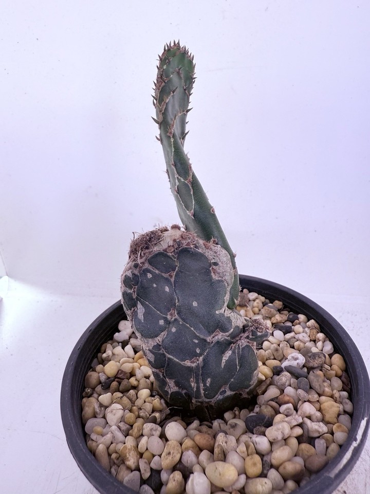 Op.zebrini Snake Skin Cactus | eBay Australia