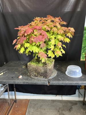 20-Year-Old Vine Maple Grown From Seed Pre-Bonsai | eBay
