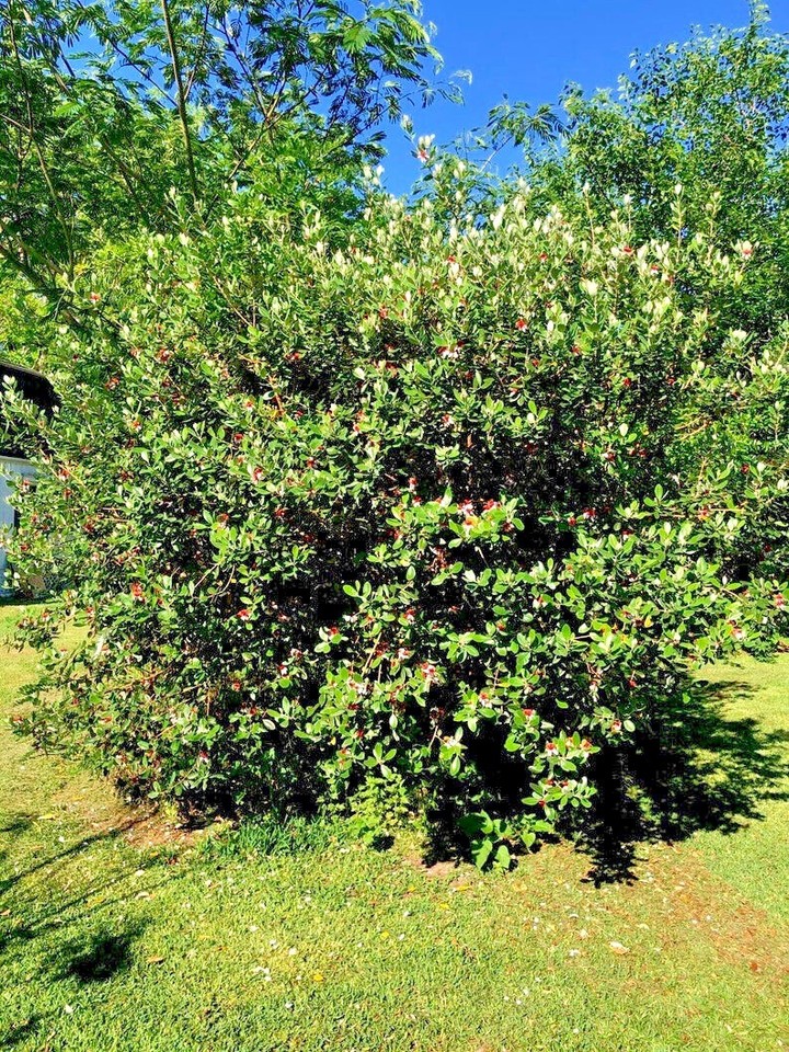 20 PINEAPPLE GUAVA TREE SEEDS "Brazilian Fig Guava Fruit" Tropical ...