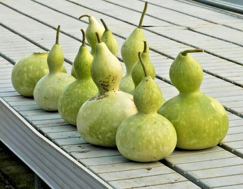 Mélange de gourdes de calebasse - Lagenaria siceraria - 10+ graines ...