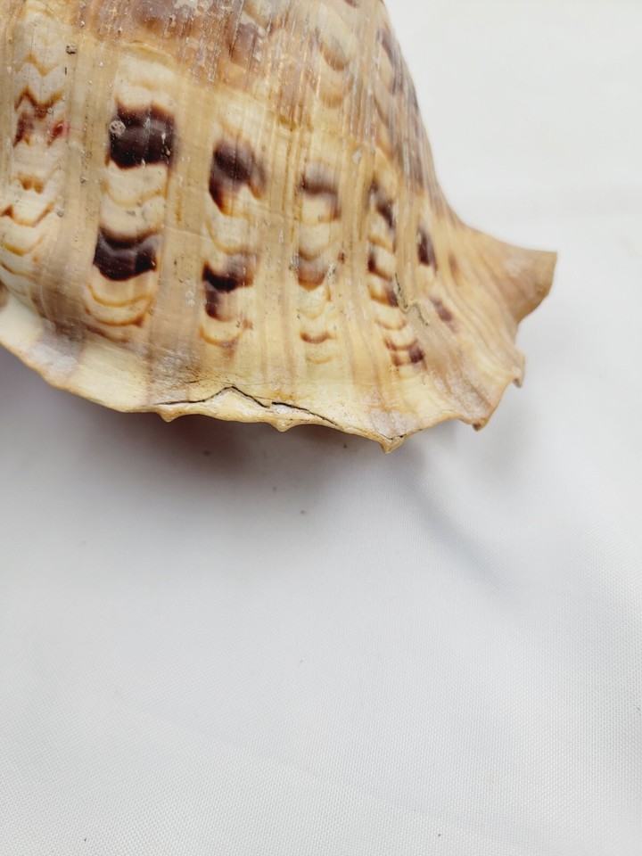 Triton's Trumpet Charonia Tritonis Sea Shell 13” #2 | eBay