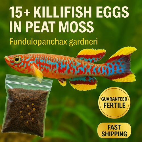 Killifish Eggs Live Killi Egg - Aquarium Fish 15 Eggs Fundulopanchax gardneri | eBay