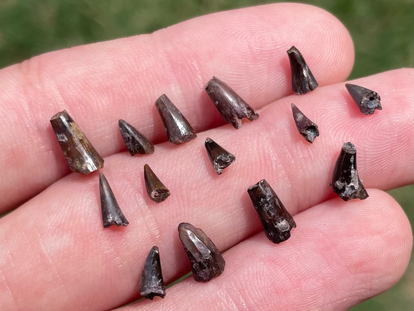 Oklahoma Fossil Eryops Teeth 1 PER PURCHASE Permian Age Amphibian ...