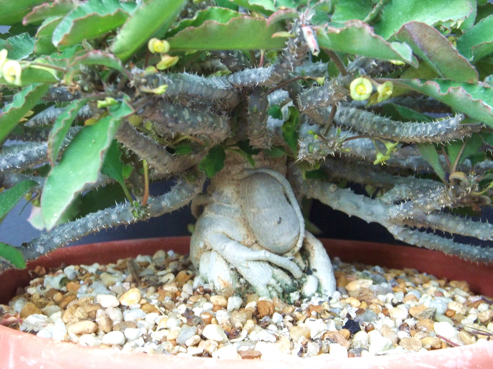 Euphorbia razafindratsirae exotic madagascar bonsai caudex cacti seed 5 ...
