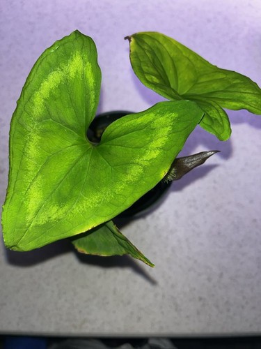 Ulearum Donburnsii 4 Inch Pot Rare Florida | eBay