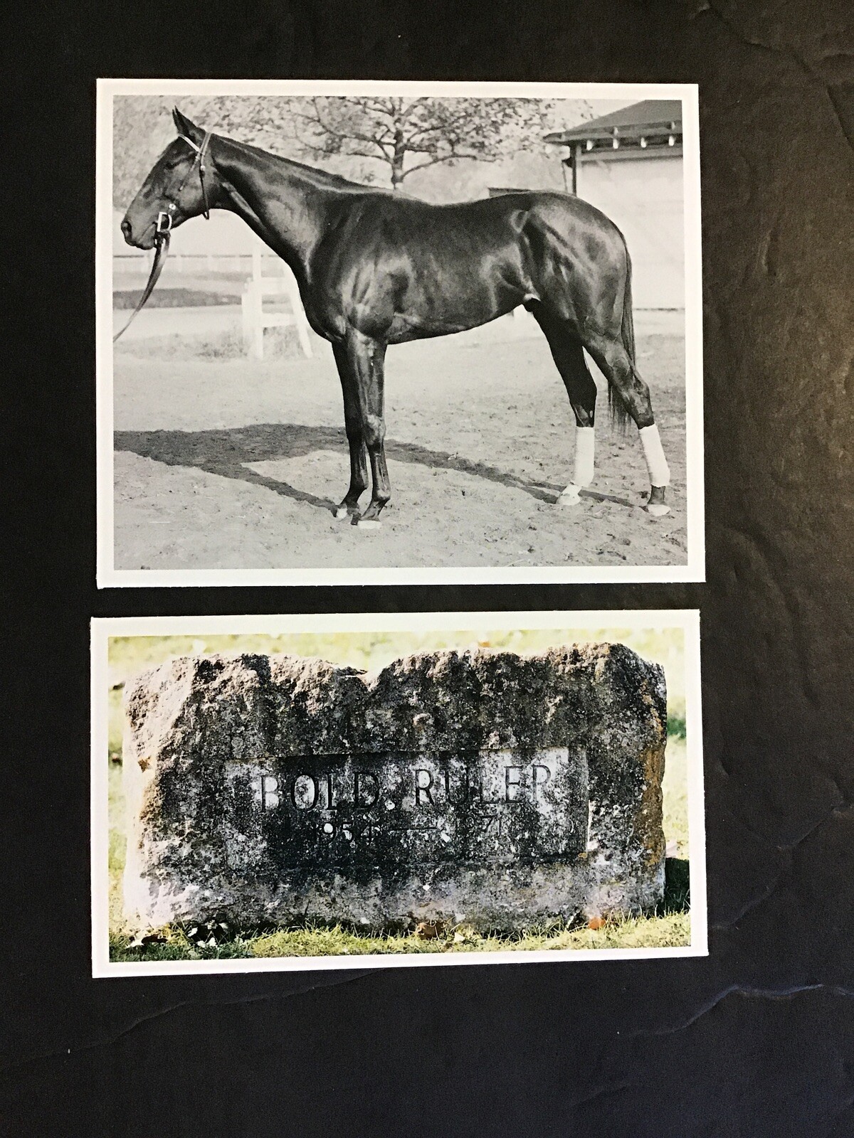 BOLD RULER photo Horse Racing CHAMPION SECRETARIAT | eBay