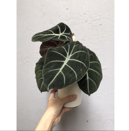 Caladium Seed 300 Black Caladium Flowers Seeds Dwarf Elephant Ear ...