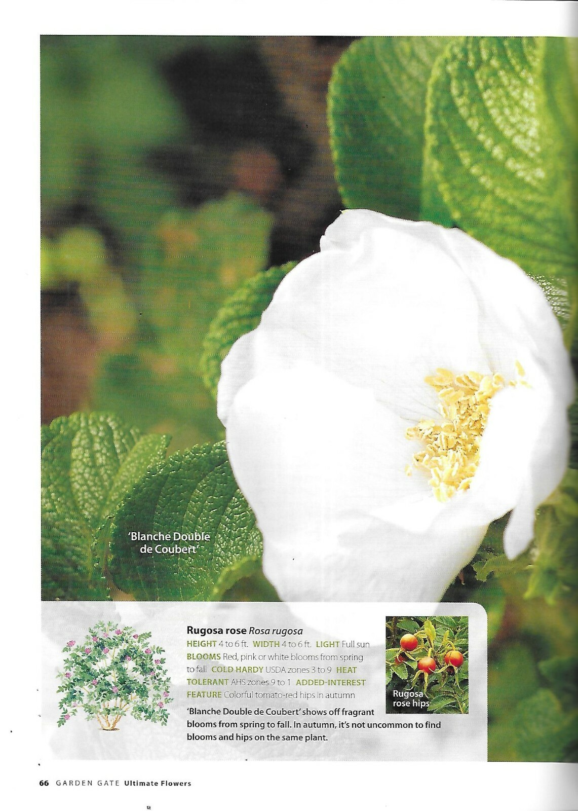 Great Gardens Ultimate Flowers Magazine Plant Combos Border Favorites ...