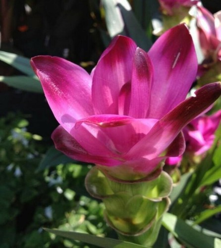 🌺🌺 Magnificent Curcuma Red flower plant root rhizomes fast grow ...