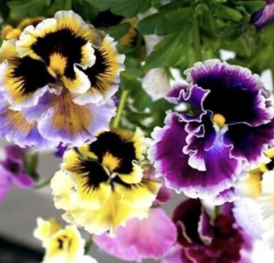 Pansy Viola wittrockiana Rococo frilled mixture- 200 seeds-late spring ...