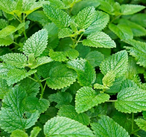 Lemon Mint Seeds | Non-GMO | Heirloom | Fresh Herb Garden Seeds | eBay