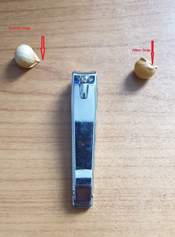 10 Elephant Garlic Corms - UK Grown Plant Now For Huge Bulbs | eBay UK