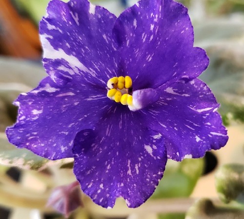 African Violet ** Hunter's Hog Wild | eBay