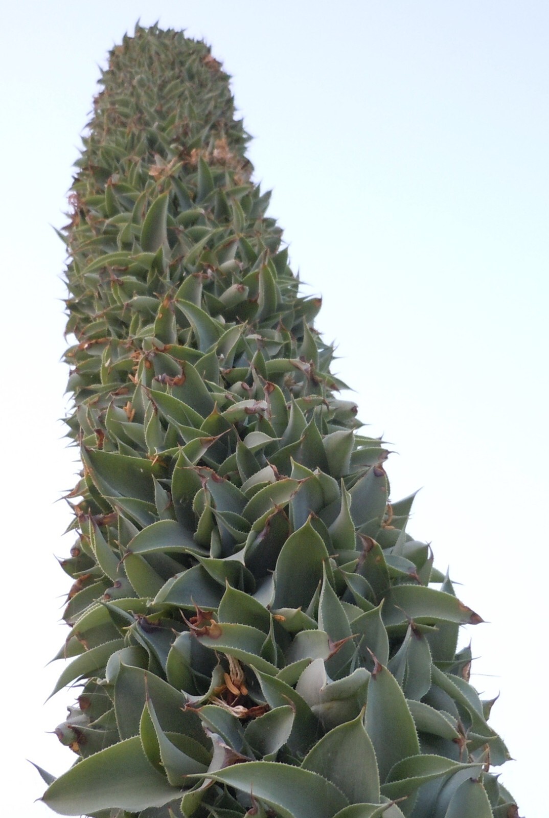 Live Succulents - Octopus Agave Vilmoriniana Bulbils/Pups (10 Value ...