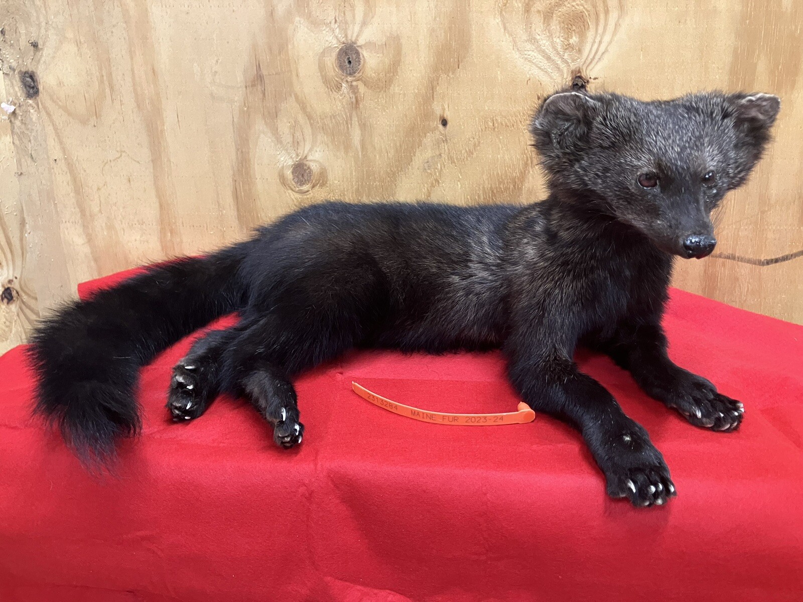 XL Male Fisher Cat Lying Down ~ Taxidermy | eBay