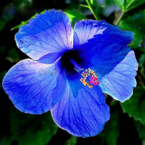 Blue Hibiscus Flowers