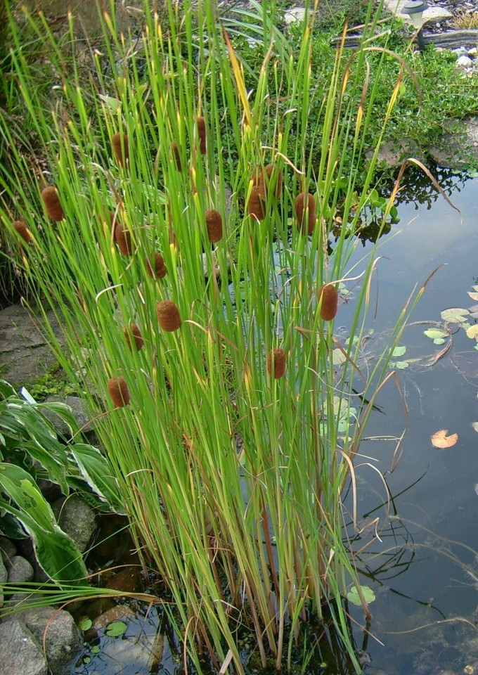 Typha Minima Dwarf Bullrush water lilies pond plants marginal plants ...