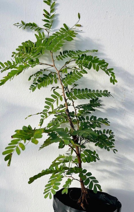10++ Bonsai Tamarind Tree Seeds (Tamarindus indica) FreshOrganic Dwarf ...