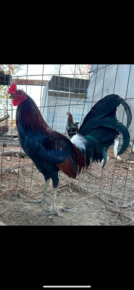 12 PURE RAT GRAVES LEIPER CHICKEN HATCHING EGGS LIEPER HATCH. Gamefowl ...