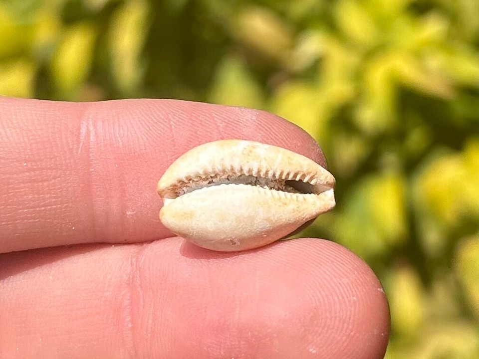 Australia Fossil Cowrie Gastropod Notocypraea angusata Pliocene Cypraea ...
