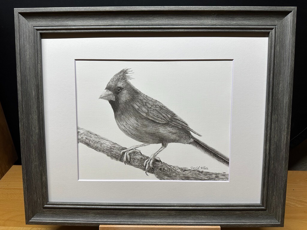 Cardinal Drawing Pencil