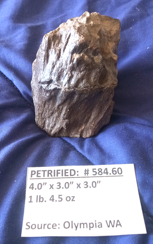 A Great Example of a Petrified Wood, Great Bark Definition and Tree ...