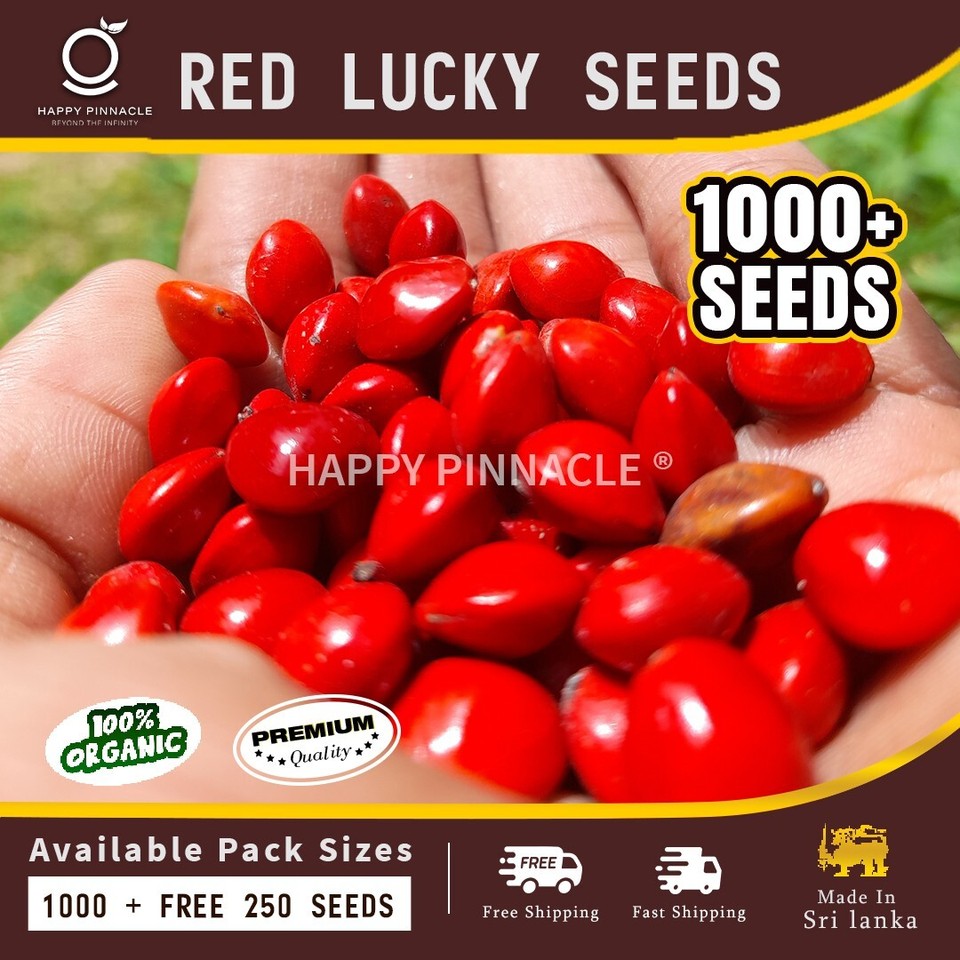 500+ Lucky seeds Red Sandalwood Acacia Coral Bead wood saga Adenanthera ...