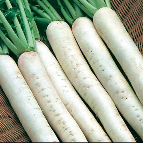 Mooli F1 - April Cross - Japanese radish seeds | eBay