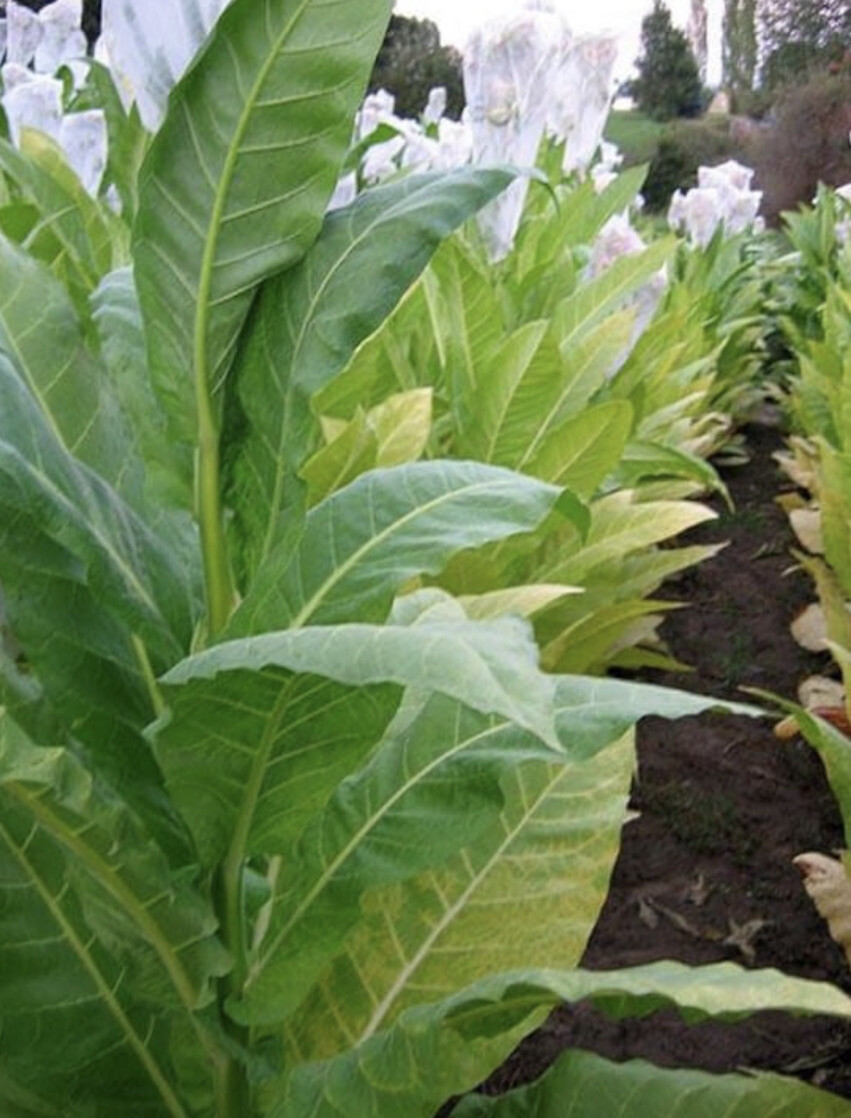 GOLDEN BURLEY TOBACCO - ORGANIC - UNIQUE FLOWERS - HEAVY PRODUCER - 500 ...