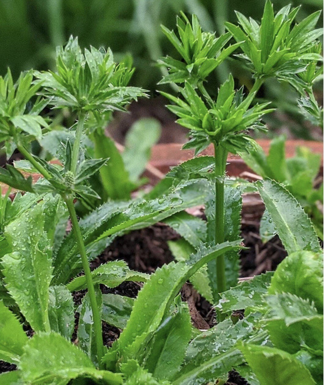 🥬CULANTRO MEXICAN CORIANDER Eryngium foetidum CULINARY HERB Approx- 50 ...
