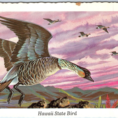 1968 HI Hawaii State Bird Nene Goose Sunset Ken Haag Painting Art PC ...