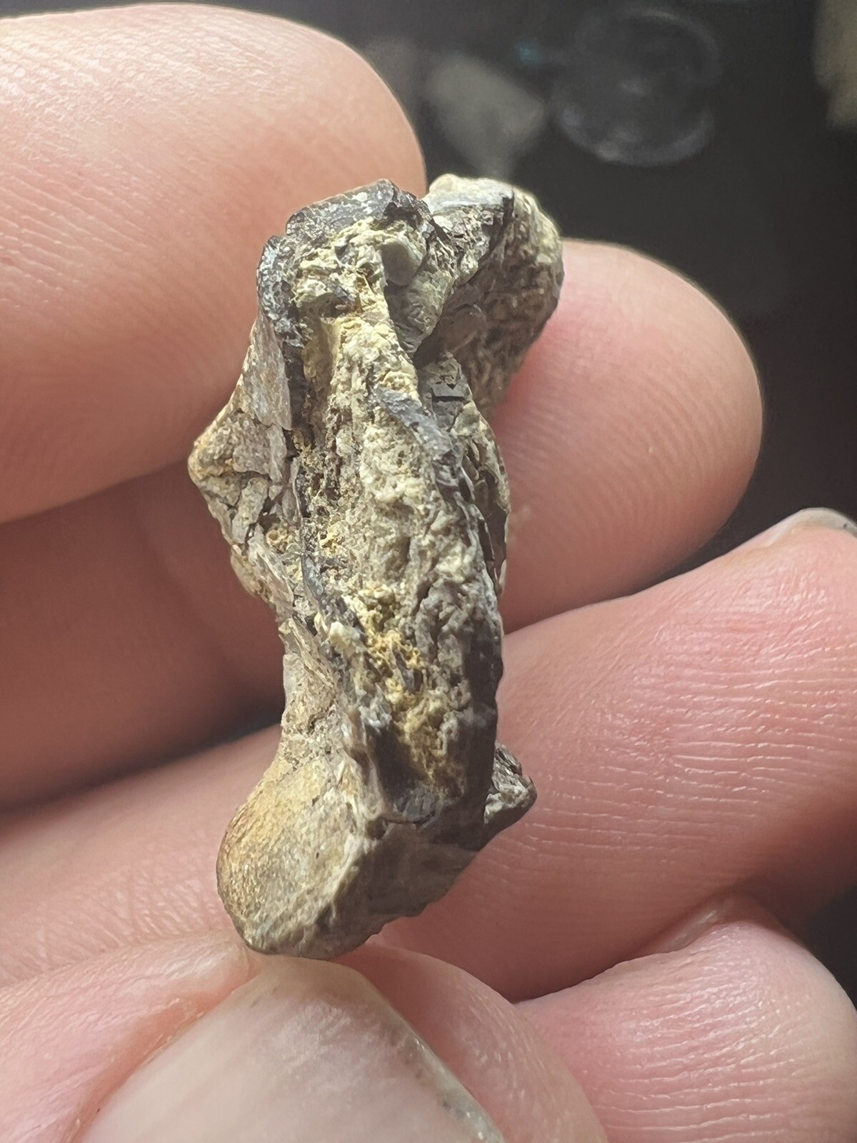 Cretaceous Age Theropod Dinosaur Leg Bone Section Hell Creek FM Montana ...