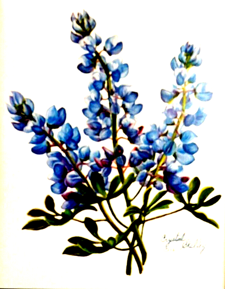 TEXAS BLUE BONNET FLOWER PICTURE STILL LIFE CRYSTAL SKELLEY FRAMED ...