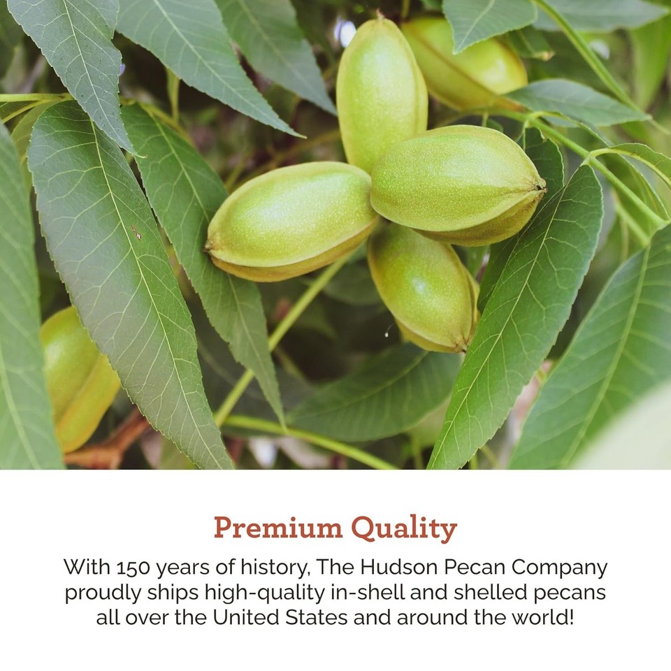 Georgia Grown Pecans In-Shell 5lb Unshelled Nuts Keto Gluten-Free | eBay