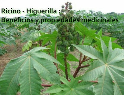 higuereta Té | eBay