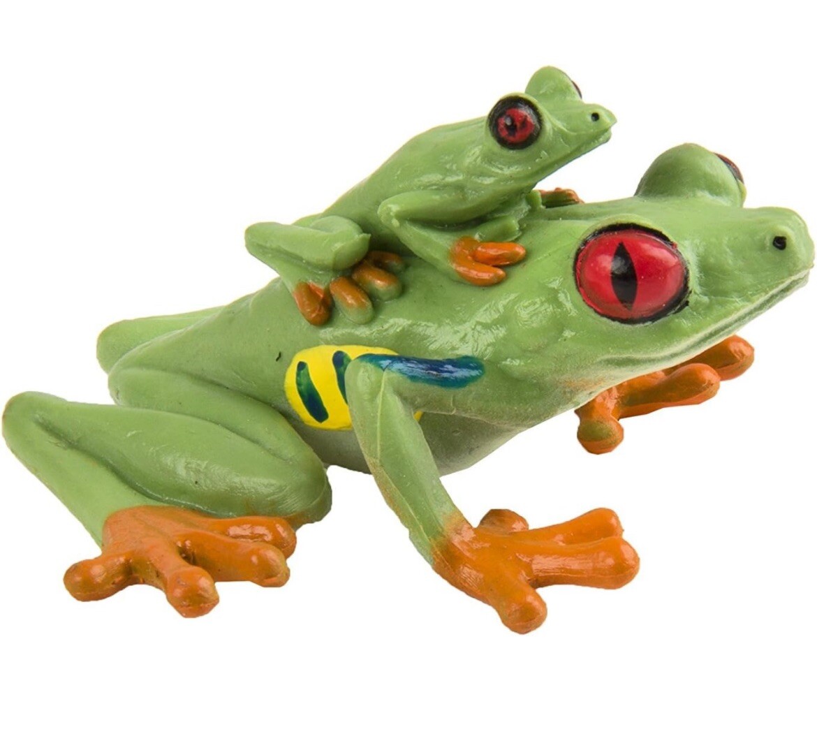 Cute Baby Red Eyed Tree Frogs