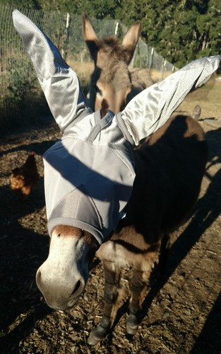 Cashel Crusader Standard Mule Donkey Fly Mask With Ears Weanling Masks ...