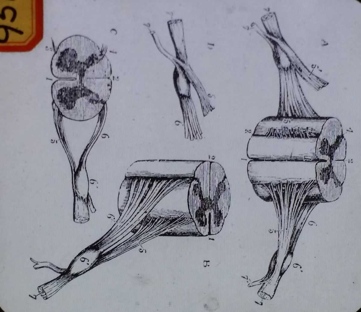 Microscope Slide Drawing