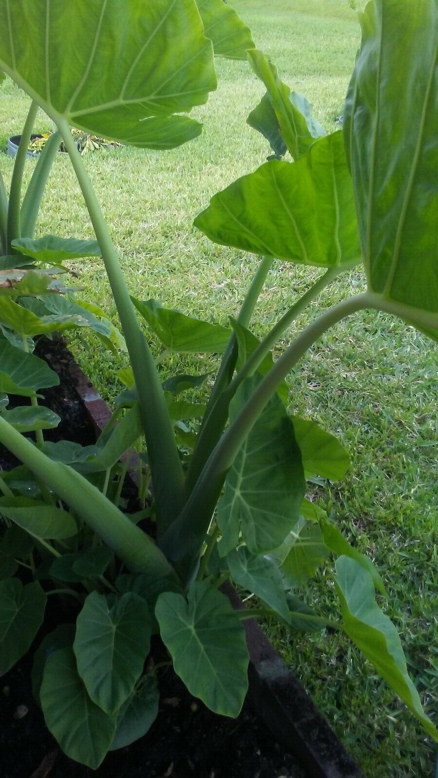 4 live plants Bac Ha Doc Mung Edible Vietnamese Taro Thai Eleplant Ear ...